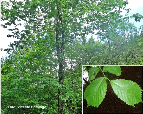 OLMO DE MONTAÑA – Casiaventurilla Senderismo